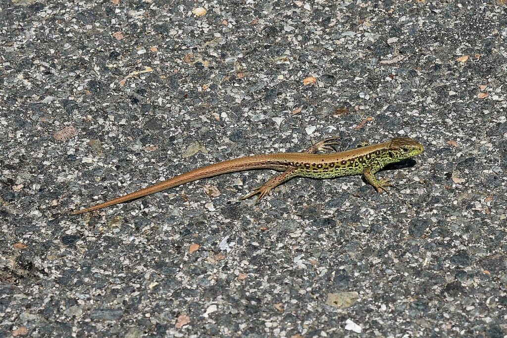 Naturfotograf Bruno Köllinger -Fotos von kleinen Tierchen