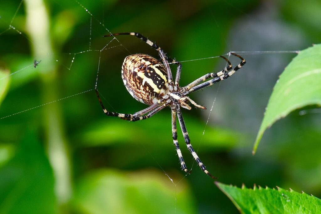 Naturfotograf Bruno Köllinger -Fotos von kleinen Tierchen