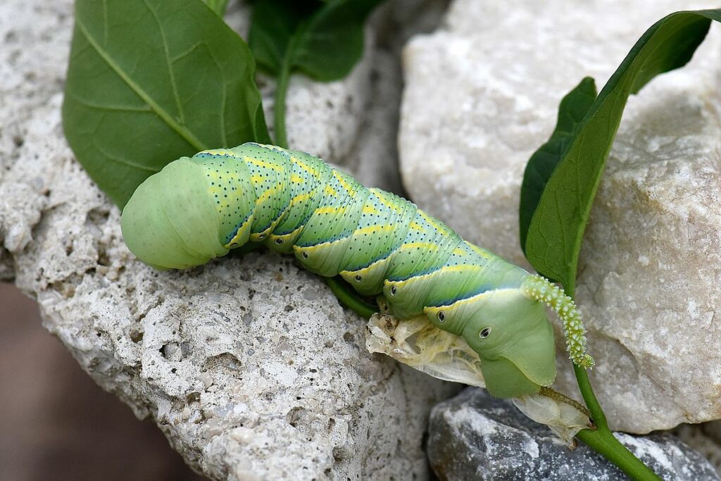 Naturfotograf Bruno Köllinger -Fotos von kleinen Tierchen